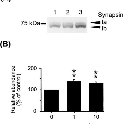 Expression Of Synapsin I In Cortical Neurons Cells Were Incubated With Download Scientific