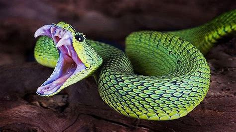 Dangerous Snake In The World 15 Most Venomous Snakes In The World
