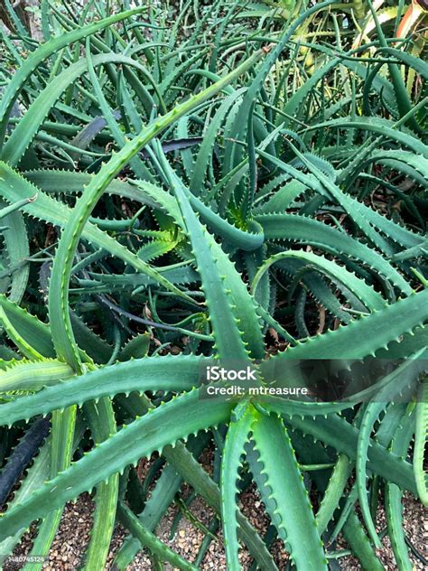 즙이 많은 알로에 베라 식물의 두껍고 다육질의 잎 침입 종 높은 시야 전경에 초점을 맞춘 클로즈업 이미지 0명에 대한 스톡 사진 및 기타 이미지 Istock