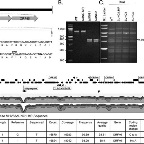 Evolution And Structurefunction Of Apobec Cytosine Deaminases A