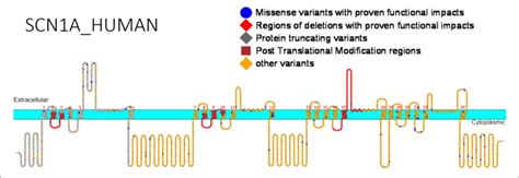 Primary Structure Of Scn1a Protein Showing Regions With Functionally Download Scientific