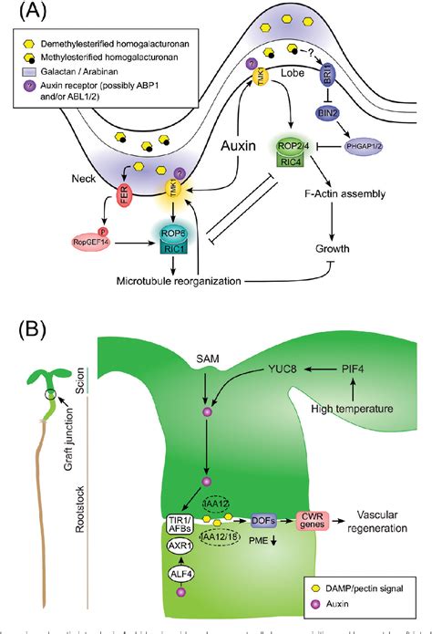 Figure 2 From Auxin As An Architect Of The Pectin Matrix Semantic Scholar