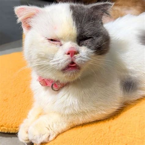 Cat Hamlet Youtube