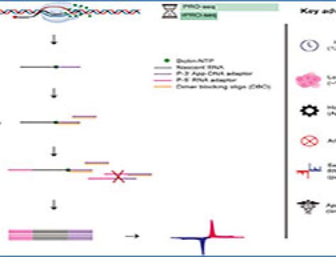 A Detailed Protocol For Stranded Rna Sequencing Rna Seq Blog