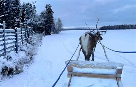 Levi Lapimaa Põhjapõdradeporolaskmine Lapimaa Põhjapõdradeporolaskmine Getyourguide