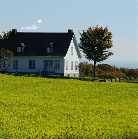 캐나다 퀘벡여행 오를레앙섬 유채꽃밭 네이버 블로그