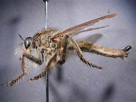 Photographic Atlas And Identification Key To The Robber Flies Of Germany