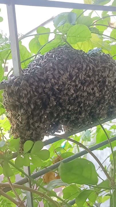 အိမ်မှာ မွေးထားတဲ့ ပျား 🐝🐝 Youtube