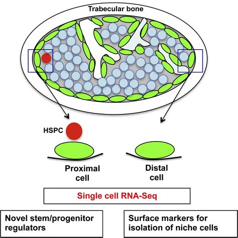 Proximity Based Differential Single Cell Analysis Of The Niche To Identify Stemprogenitor Cell