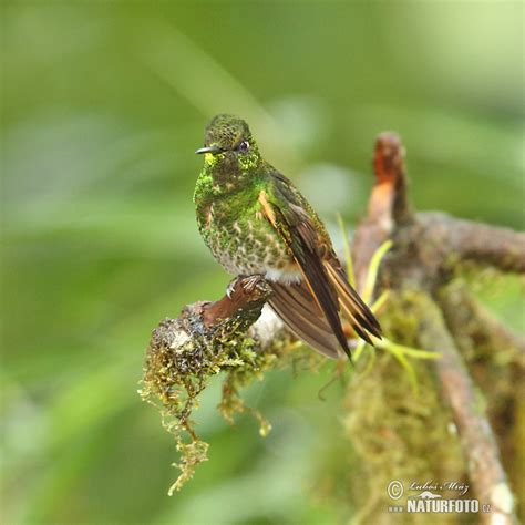 Kolibřík žlutoocasý | Naturfoto.cz