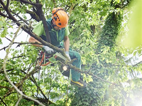 Canberra Tree Service Tree Removal Tree Pruning Tree Trimming Best Arborist In Canberra
