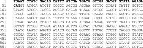 Partial Dna Sequence Of A Plasmid The Sequence In Bold Is Part Of The