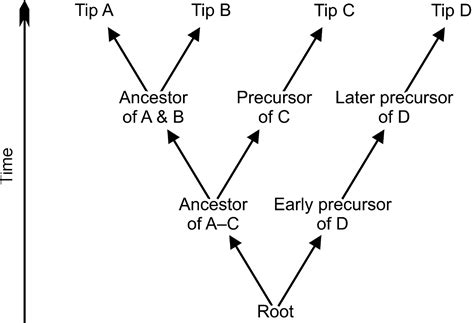 The Genealogical World Of Phylogenetic Networks To What Degree Are