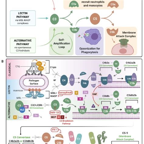 Schematic Diagram Of The Activation Of The Three Complement Cascades And Download Scientific