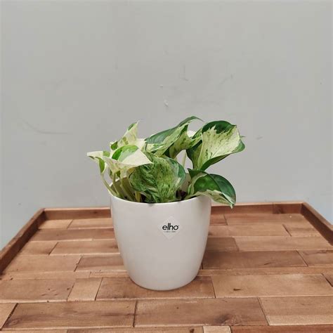 Scindapsus Pinnatum Happy Leaf Indoor Hanging Plants Drinagh Garden