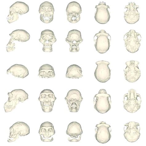6 Microfossil Based Paleoecological Reconstruction Of The Early Download Scientific Diagram