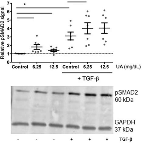 Serum Tgf β Lap Lif And Vegf A Levels Are Elevated In Individuals With Download Scientific