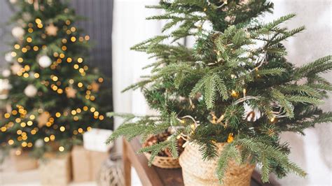 Try These Real Mini Christmas Tree Types For Festive Joy Gardening