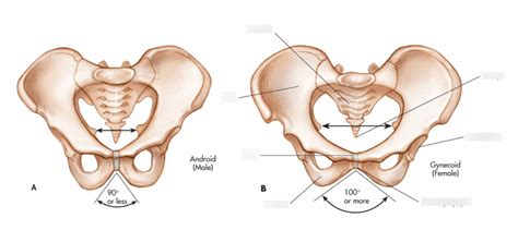 Pelvislabeling Diagram Quizlet
