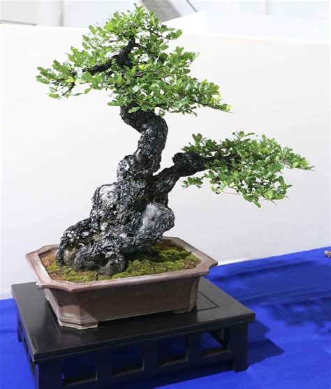 ปักพินโดย Dean ใน Chinese Elm Bonsai ต้นบอนไซ บอนไซ
