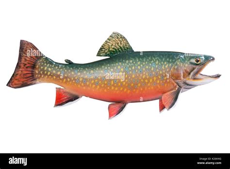 Brook Trout Outline