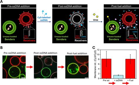 Spatiotemporal Communication In Artificial Cell Consortia For Dynamic Control Of Dna