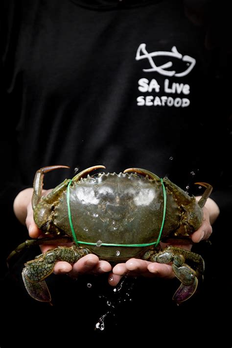 Mud Crab Sa Live Seafood Seafood Shop