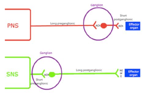 Parasympathetic Nervous System Part 3 Flashcards Quizlet