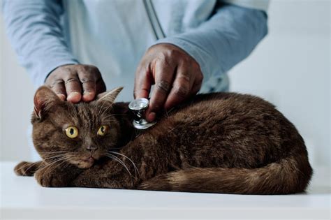 Premium Photo Closeup Of Vet Examining Domestic Cat With Stethoscope
