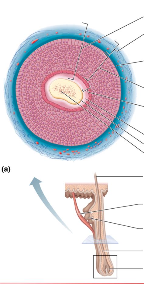 Diagram Of Hair Diagram Quizlet