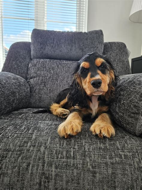 Meet Milo Cocker Milo R Cockerspaniel