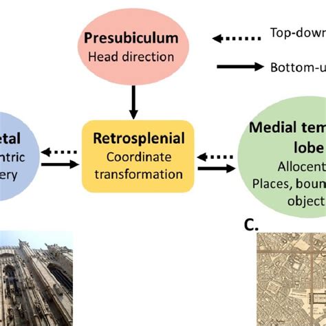 A Key Brain Regions Involved In Spatial Memory Shown As Colored Ovals Download Scientific