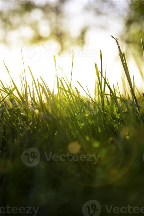 Defocused Grasses Or Crops Vertical Background Photo Nature Background