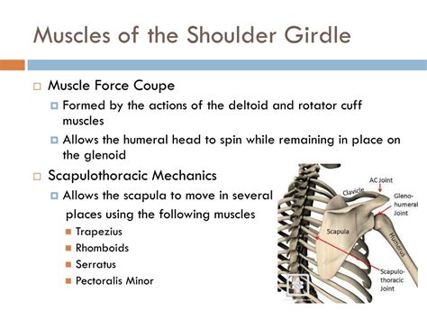 Ppt The Shoulder Powerpoint Presentation Free Download Id2207551