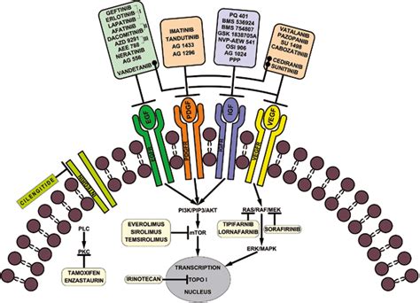 Tyrosinemia Pathway