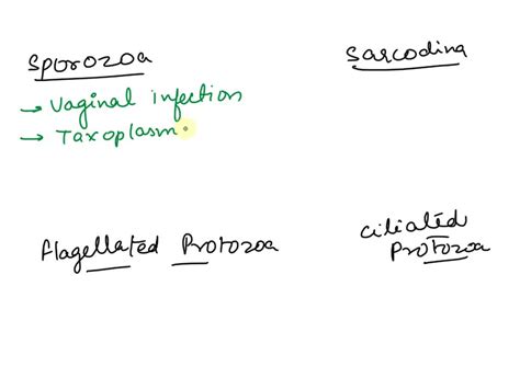 SOLVED Staphylococcus Aureus Staphylococcus Species Streptococcus Pyogenes Viridans