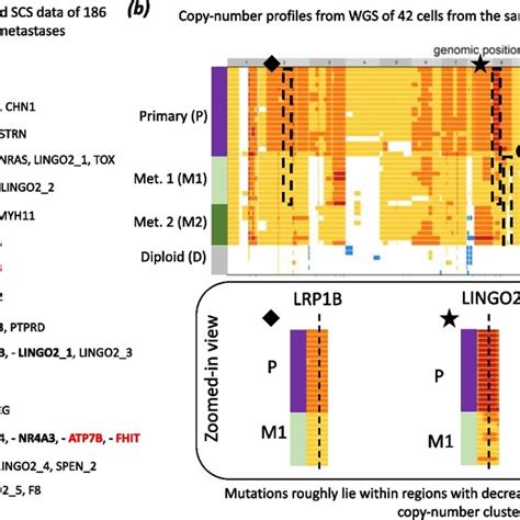 Condor Infers A Phylogeny That Is Consistent With The Copy Number Download Scientific Diagram