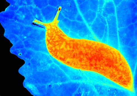 Slug Monitoring Project Gets Underway News Fruitnet