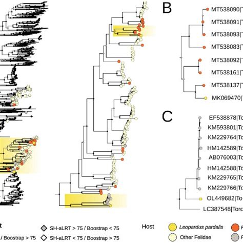 Maximum Likelihood Phylogeny Of The Orf1 Gene Of The Anelloviridae