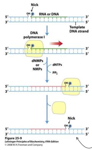 Mutation And Dna Repair Flashcards Quizlet