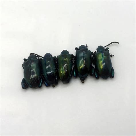 Lot Of 5 Giant Frog Beetle Sagra Femoralis
