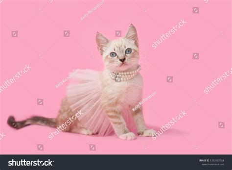Diva Kitty Cat Clipart