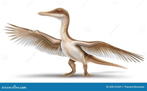 Majestic Archaeopteryx Fossil With Detailed Feathers Wings Spread