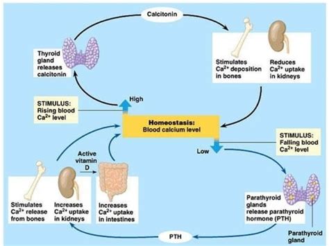 Hyperparathyroidism Types And Management Ppt