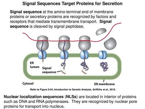 Relationship Between Genotype And Phenotype Ppt Download