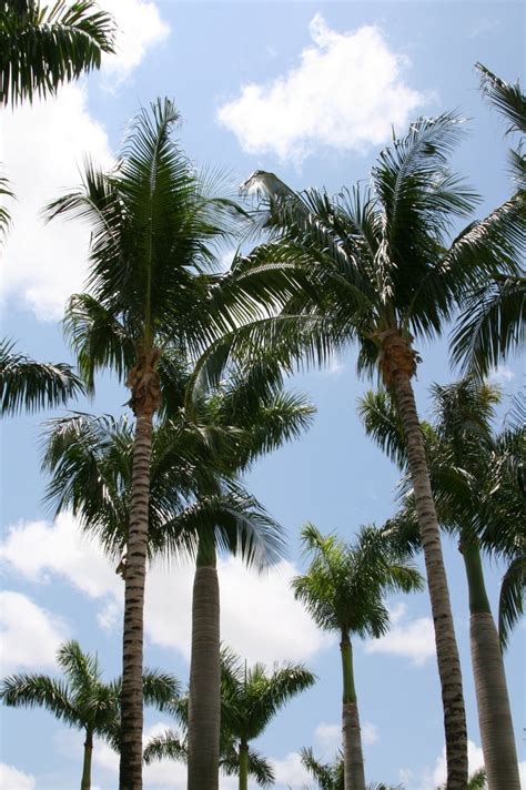 Foto Gratuita De Banco De Imagens Palmeiras Tropicais Sob Um C U
