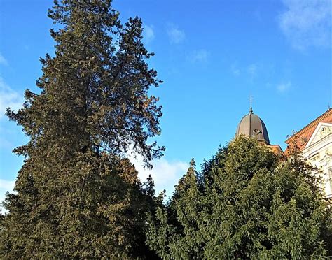 File:Вул.Капітульна,9.jpg - Wikimedia Commons