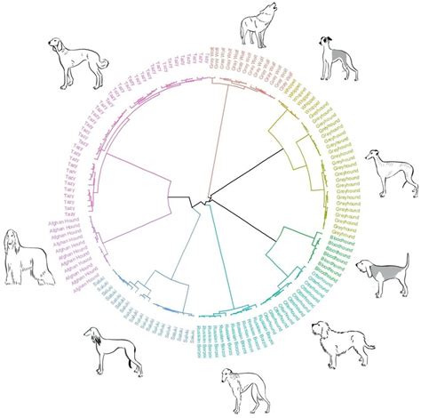 Phylogenetic Dendrogram Based On Snp Markers For Breed Relationship