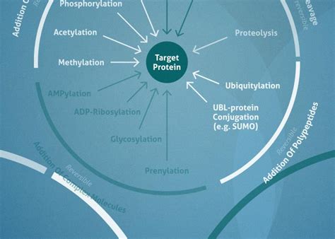 Post Translational Modifications An Overview Proteintech Group