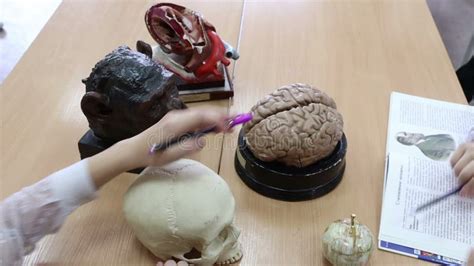 Students Study And Compare The Structure Of The Human And Ape Brains On